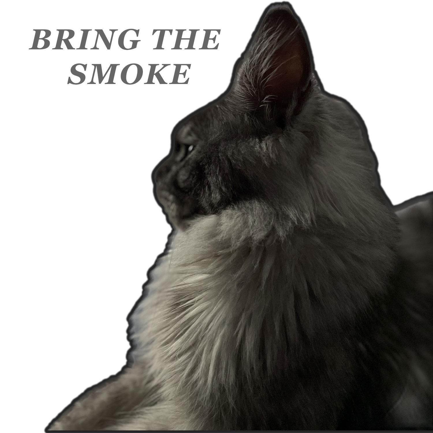 Home - BRING THE SMOKE MAINE COON