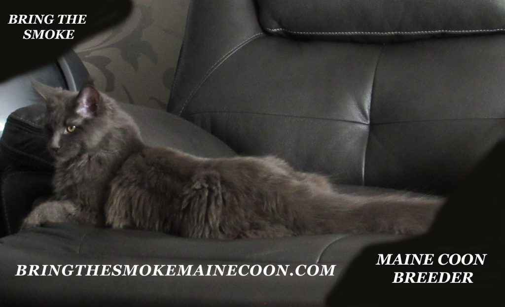 Kitten Pricing - BRING THE SMOKE MAINE COON